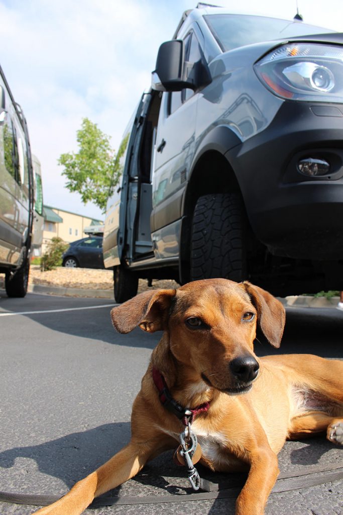 van-pup-web